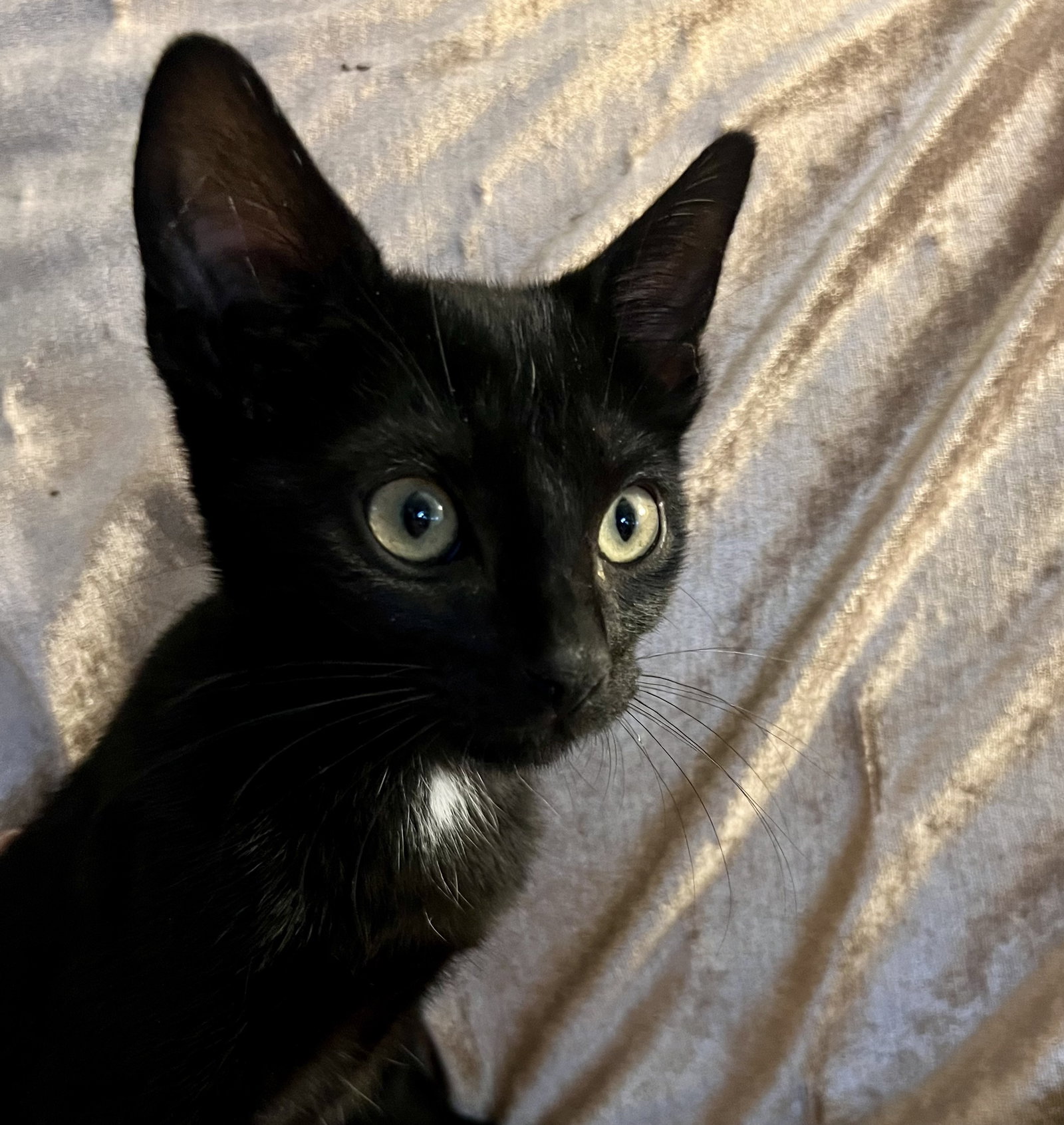 Cats for Adoption in Martin County, Florida | Alpha Paw