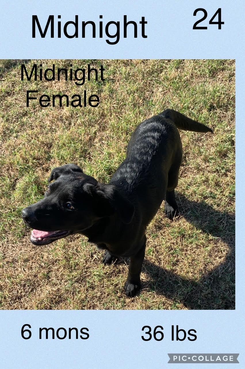 Dog for Adoption - Midnight, a Labrador Retriever in Waterloo, IA ...
