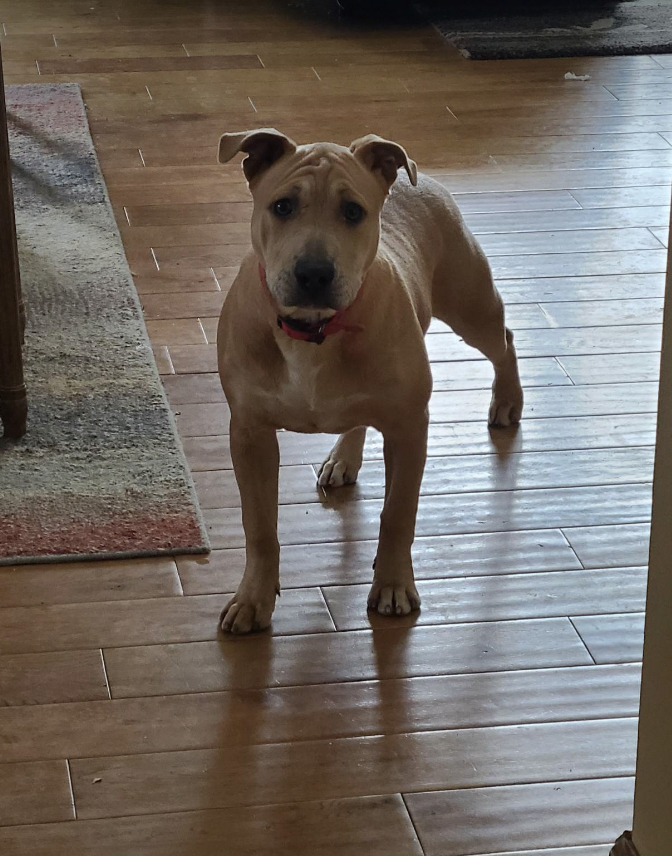 Dog for Adoption - Honey, a Pit Bull Terrier in Black Hawk County, IA ...