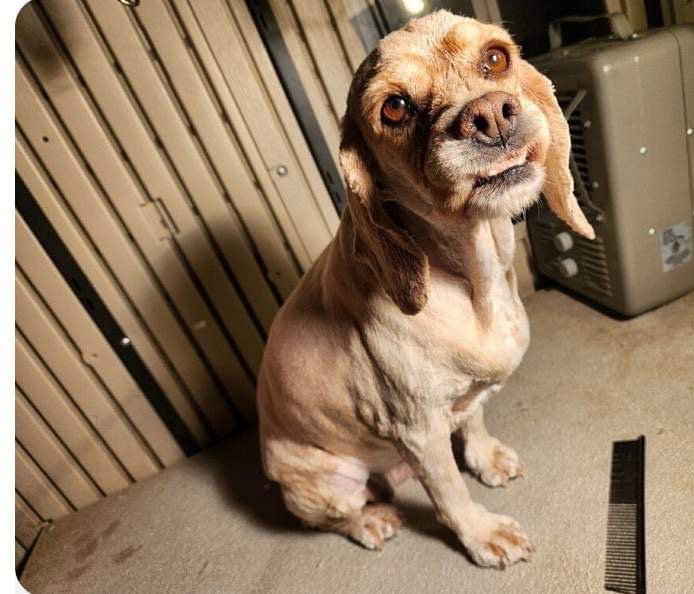 Dog for Adoption - Daisy, a Cocker Spaniel in Strawberry Point, IA ...