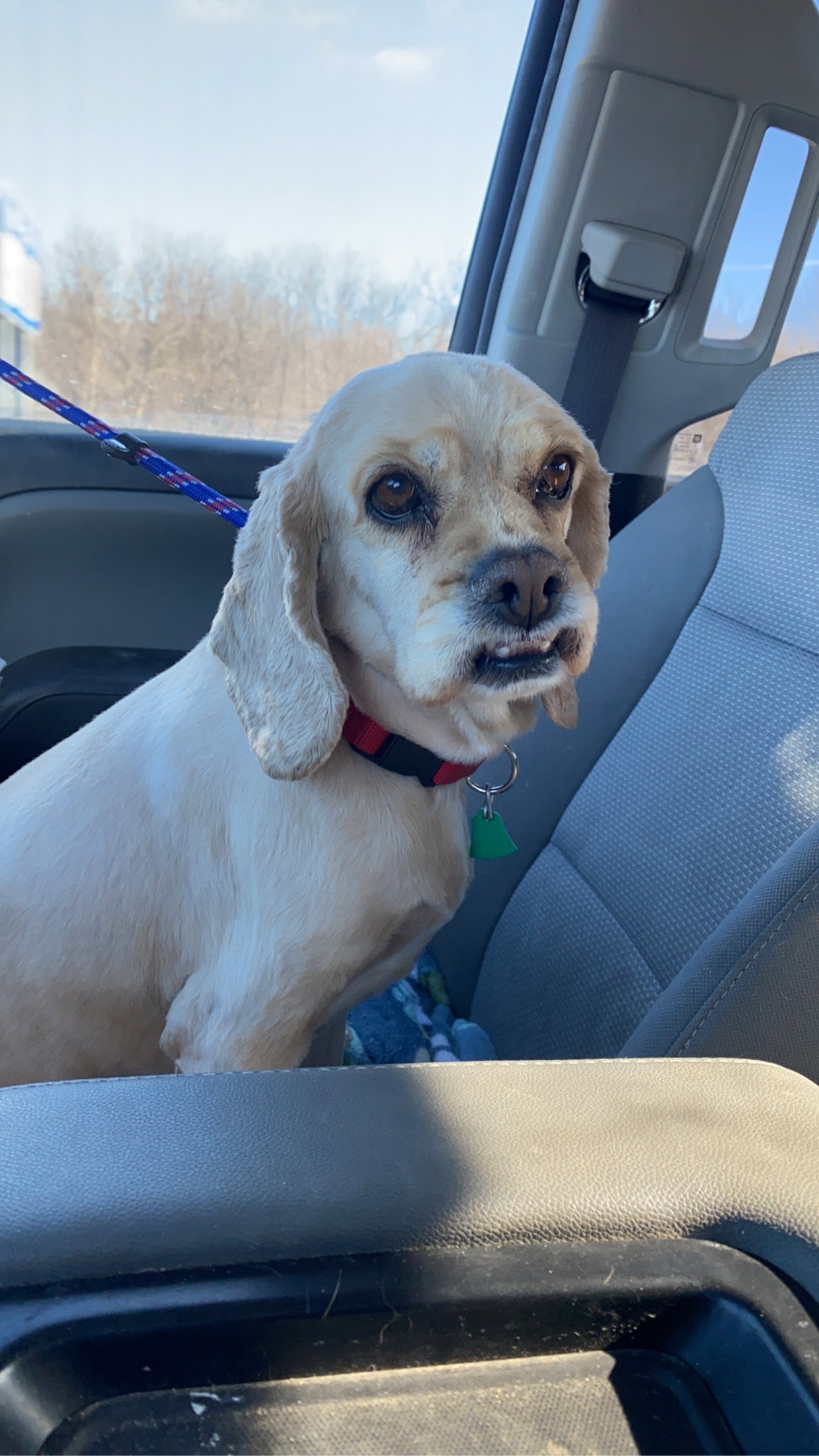 Dog for Adoption - Daisy, a Cocker Spaniel in Strawberry Point, IA ...