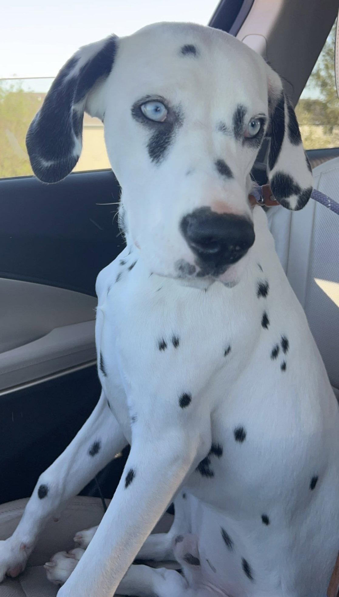 Dog adoption in Coralville, IA 52241: Dalmatian Dog "Marshall"