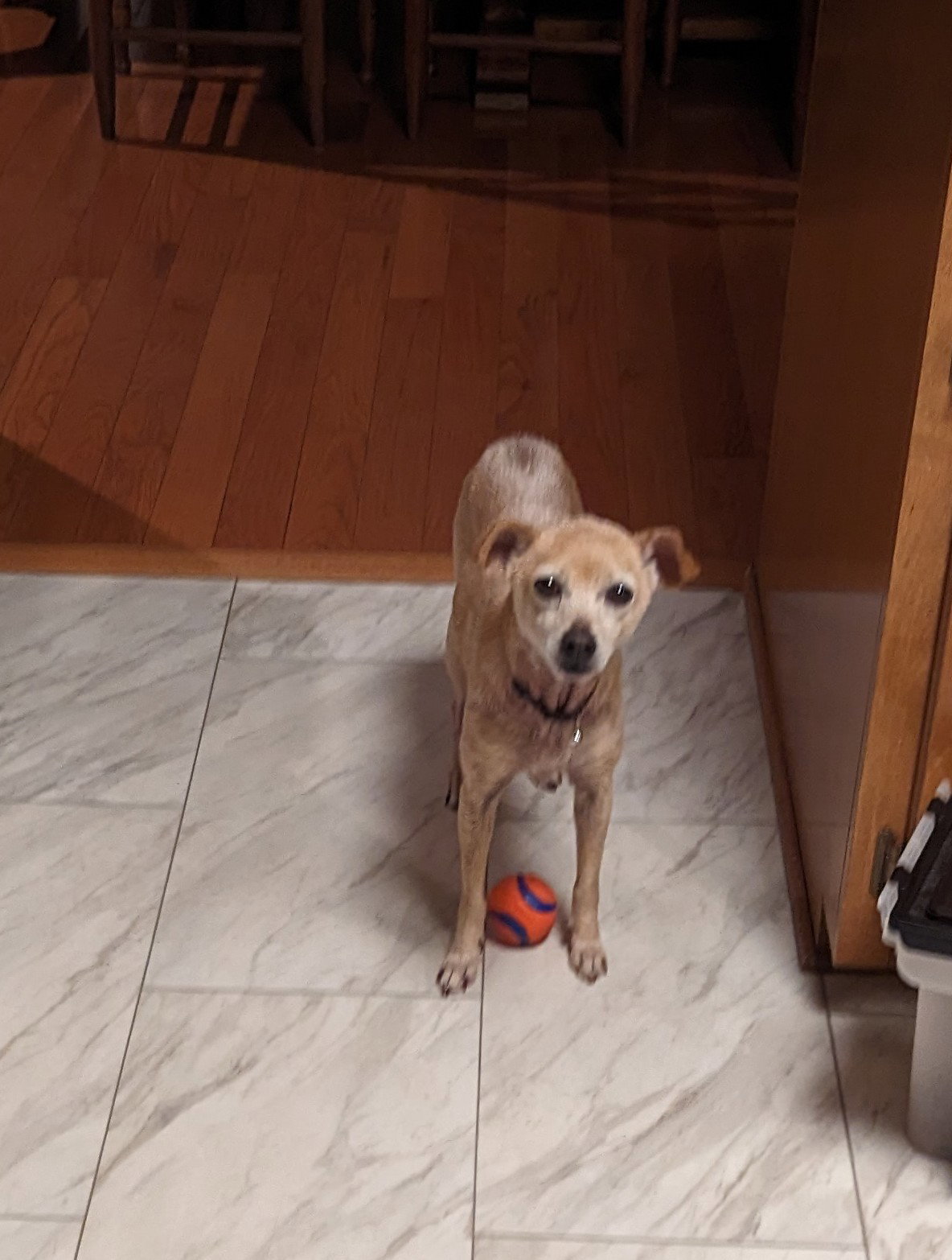 Dog for Adoption - Molly, a Chihuahua in Stuart, VA | Alpha Paw