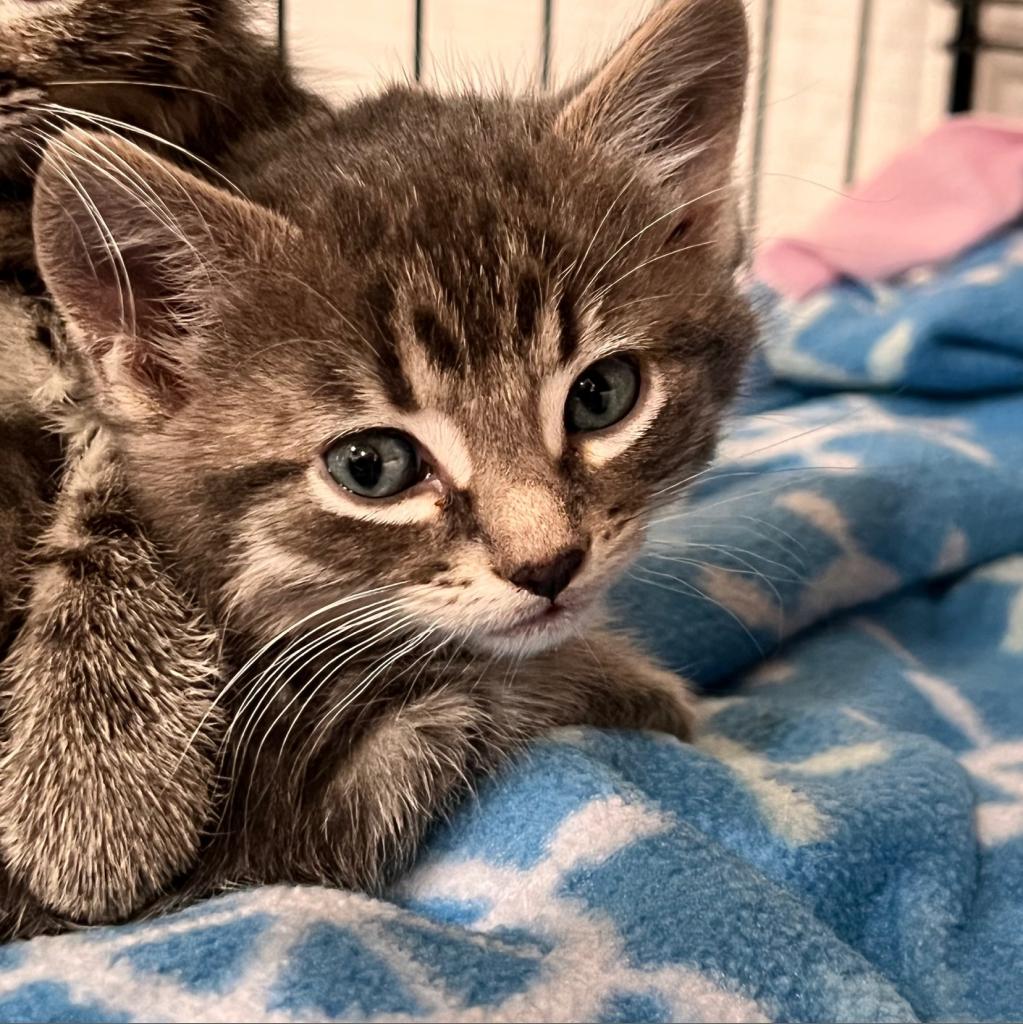 Cats for Adoption in Afton, Oklahoma | Alpha Paw
