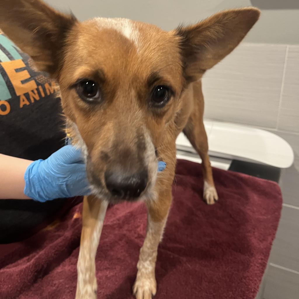 Dog for Adoption - Ruby, a Terrier in Rogers, AR | Alpha Paw