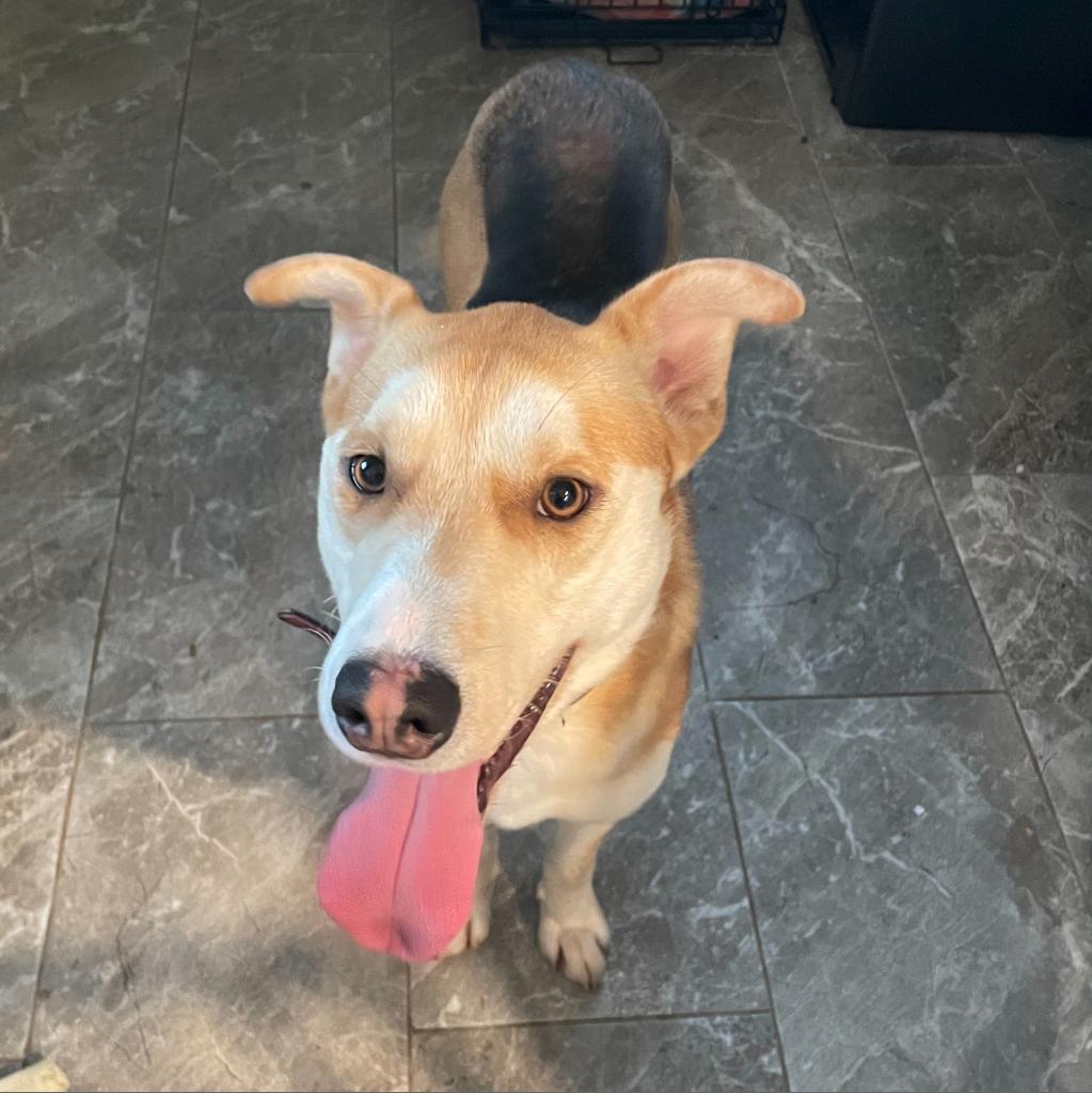 Dog for Adoption - Jaq, a Terrier in Bentonville, AR | Alpha Paw