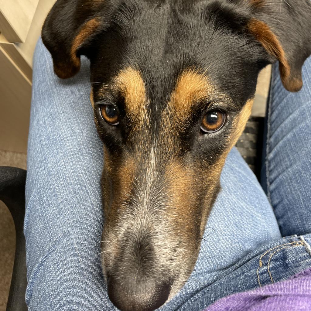 Dog for Adoption - Raelynn, a Terrier in Springdale, AR | Alpha Paw