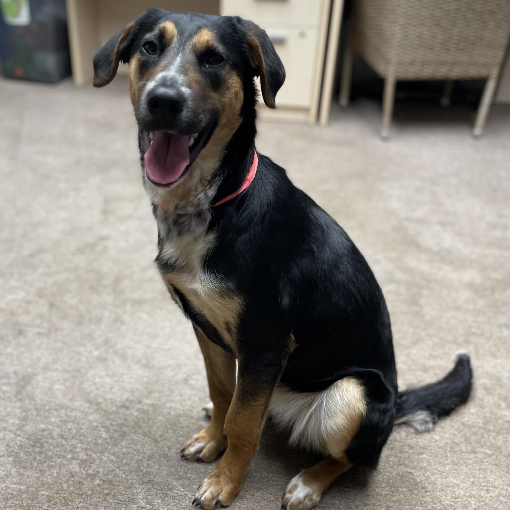 Dog for Adoption - Raelynn, a Terrier in Springdale, AR | Alpha Paw