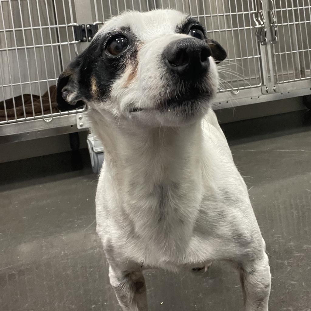 Dog for Adoption - Busta, a Terrier in Benton County, AR | Alpha Paw