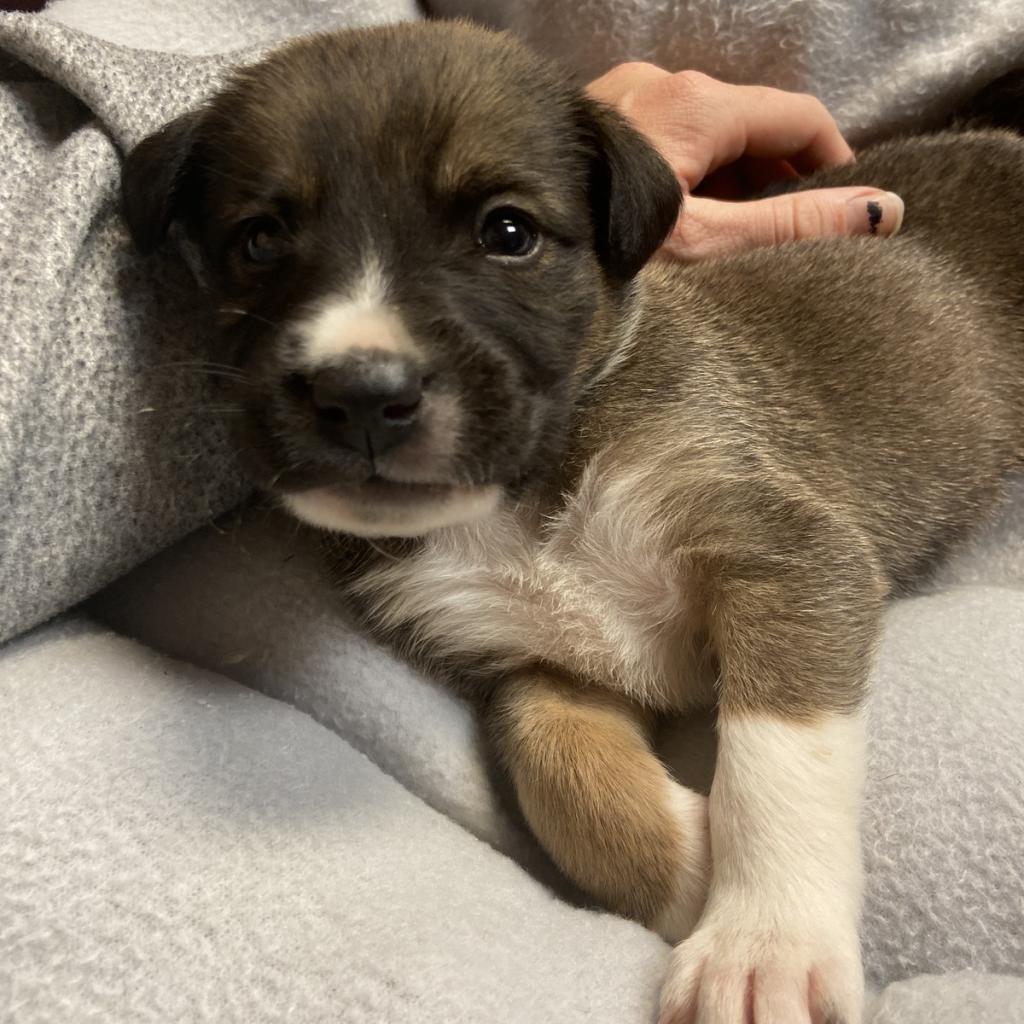 Dog for Adoption - Bluey, a Terrier in Goodman, MO | Alpha Paw