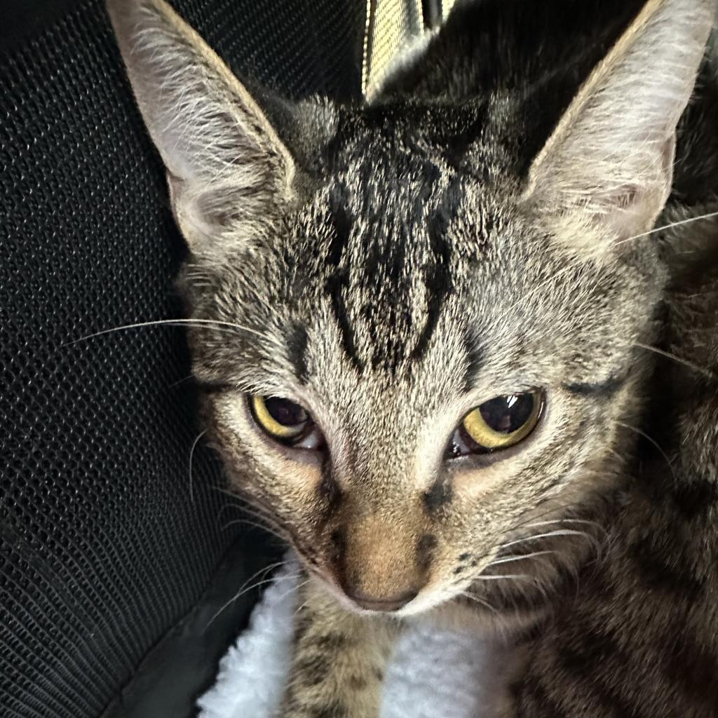 Cat adoption in Bentonville, AR 72712: Domestic Short Hair Cat "Chaz"