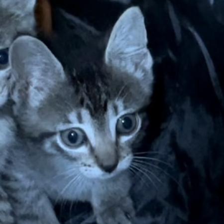Cat adoption in Bentonville, AR 72712: Domestic Short Hair Cat "Linus"