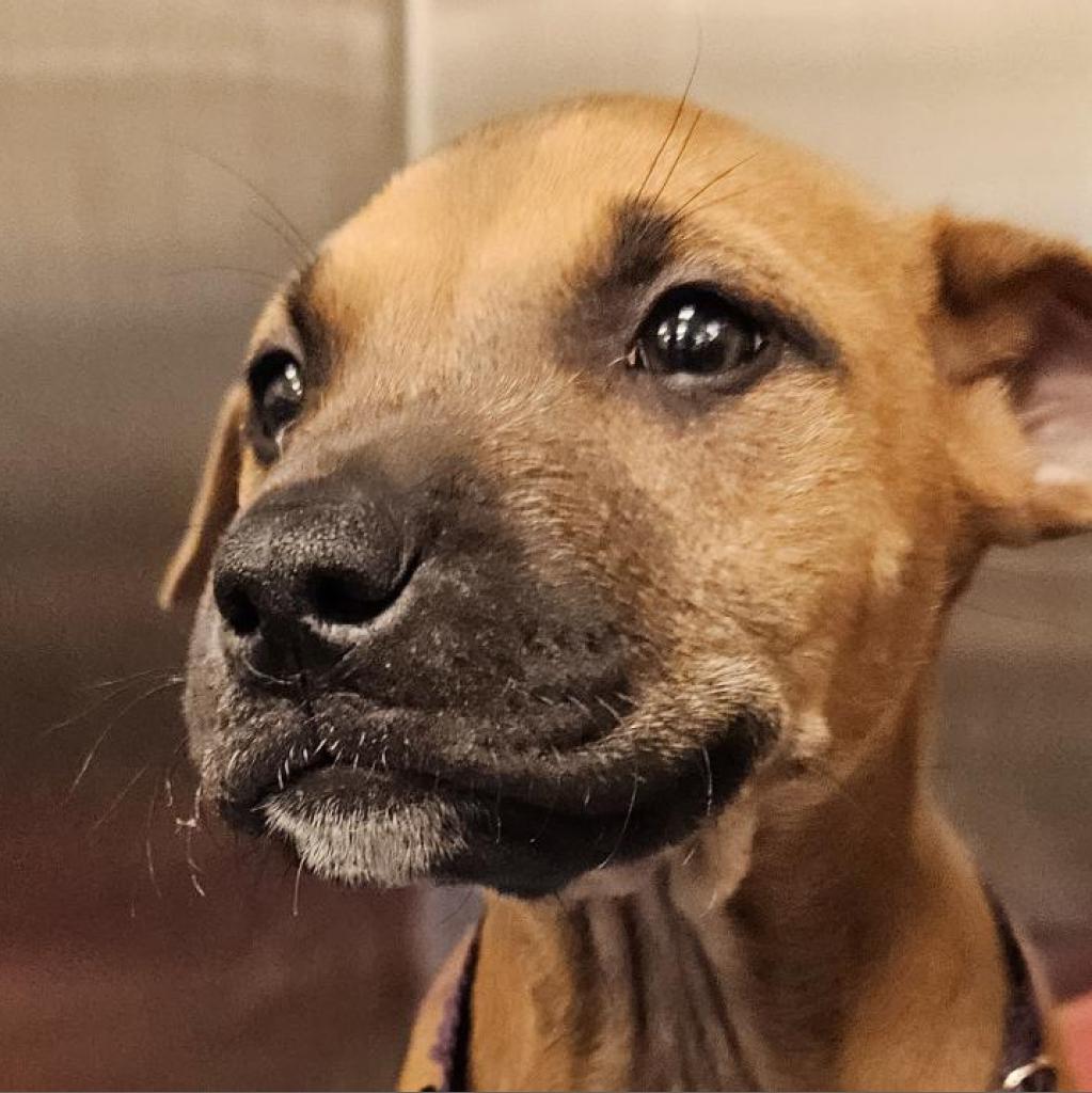 Dog adoption in Bentonville, AR 72712: Shepherd Dog "Butterball"