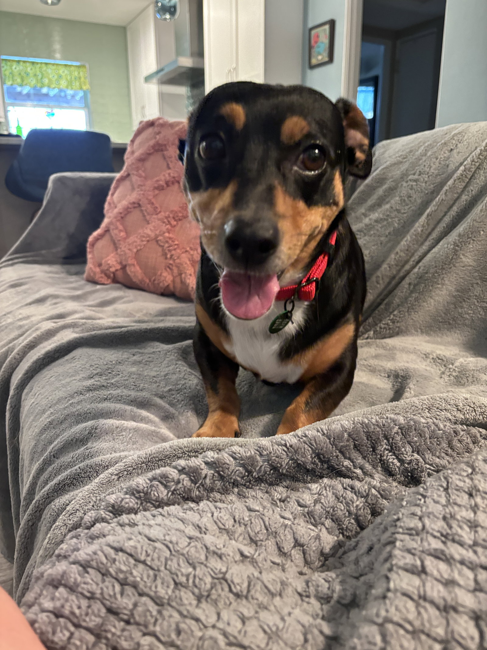 Dog for Adoption - Meatball, a Dachshund in Deland, FL | Alpha Paw