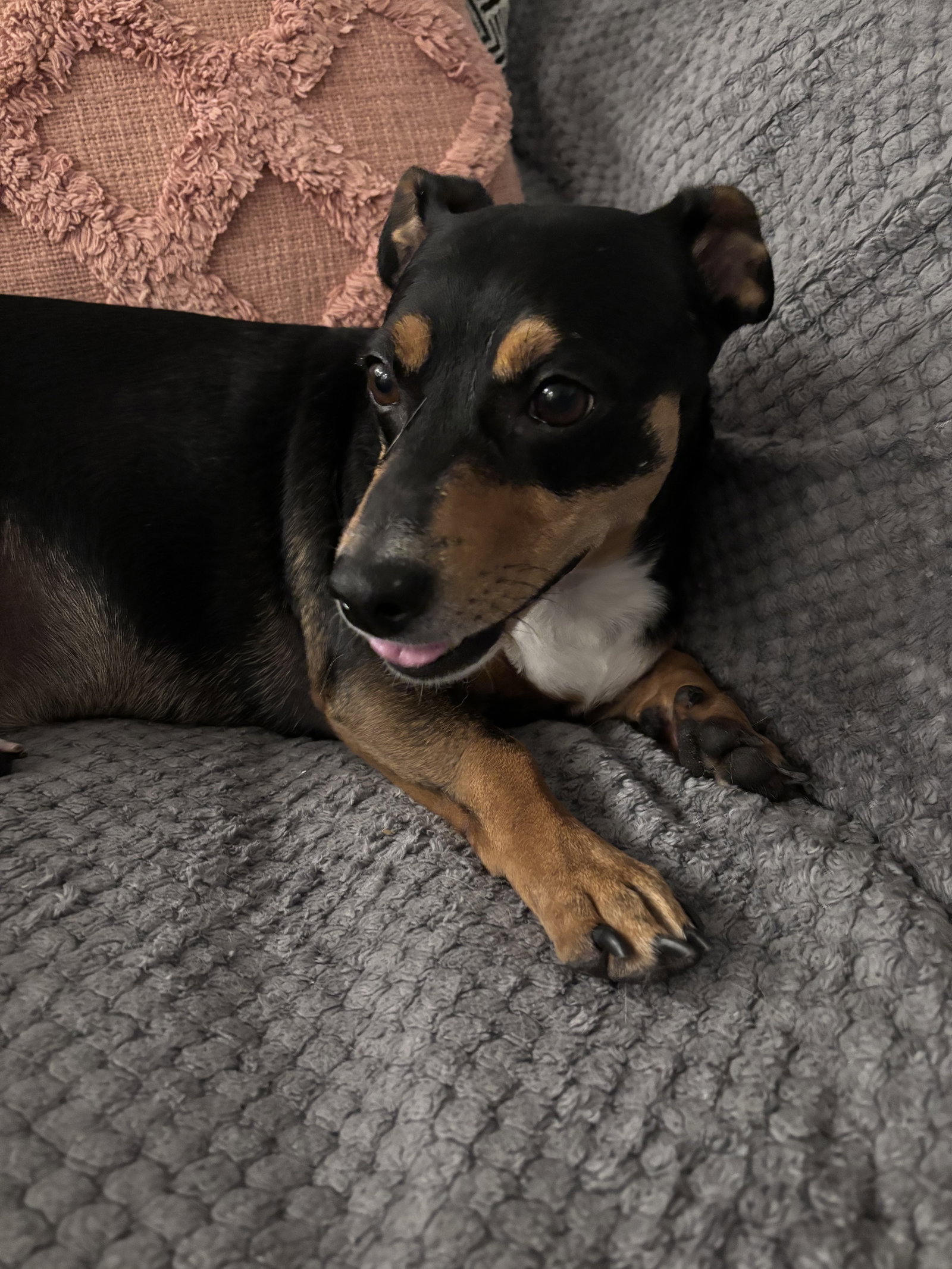 Dog for Adoption - Meatball, a Dachshund in Deland, FL | Alpha Paw