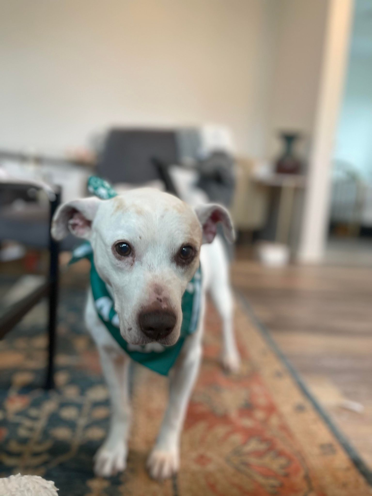 Dog for Adoption - Micah, a Jack Russell Terrier in Summerville, SC ...