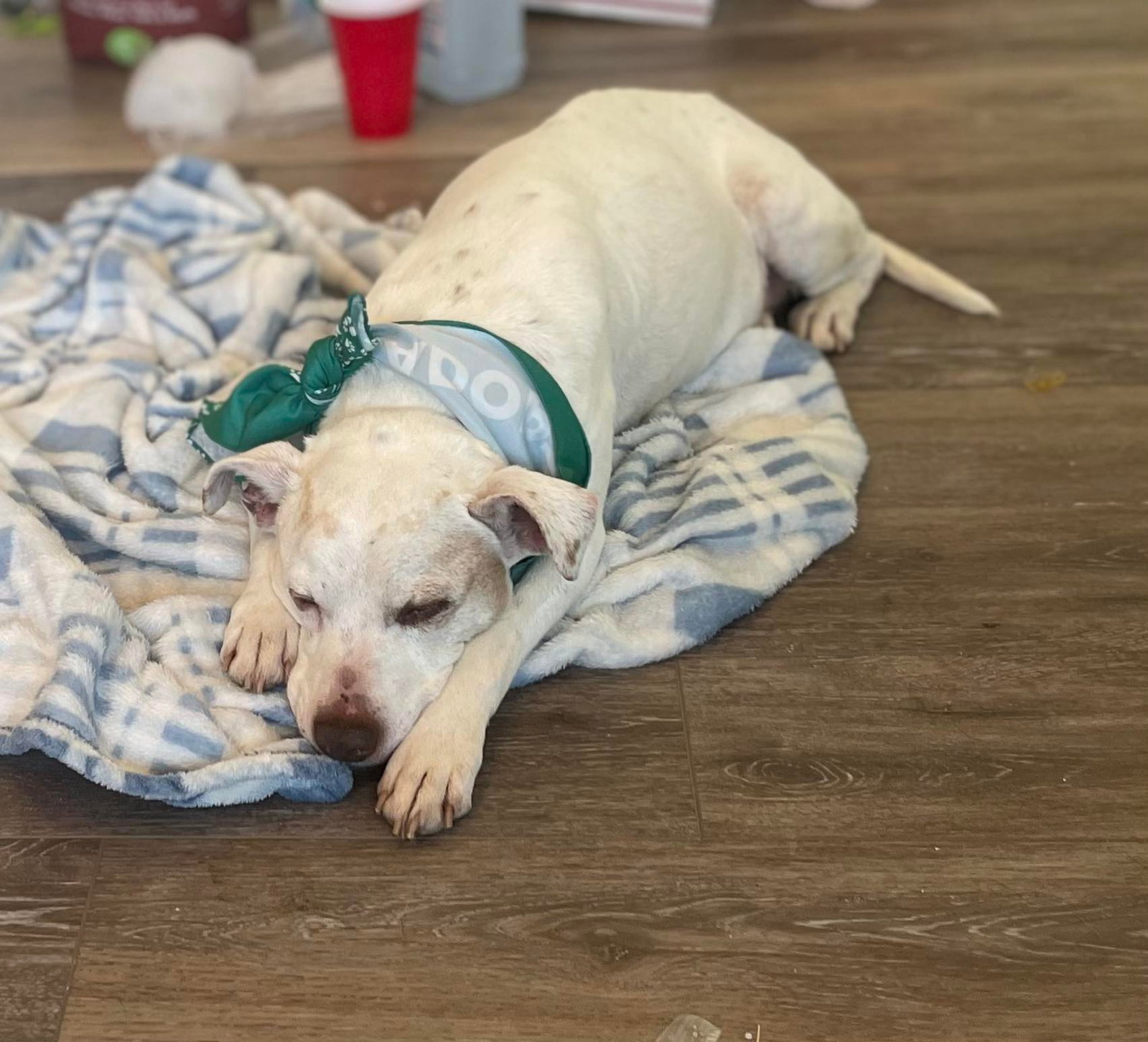 Dog for Adoption - Micah, a Jack Russell Terrier in Summerville, SC ...