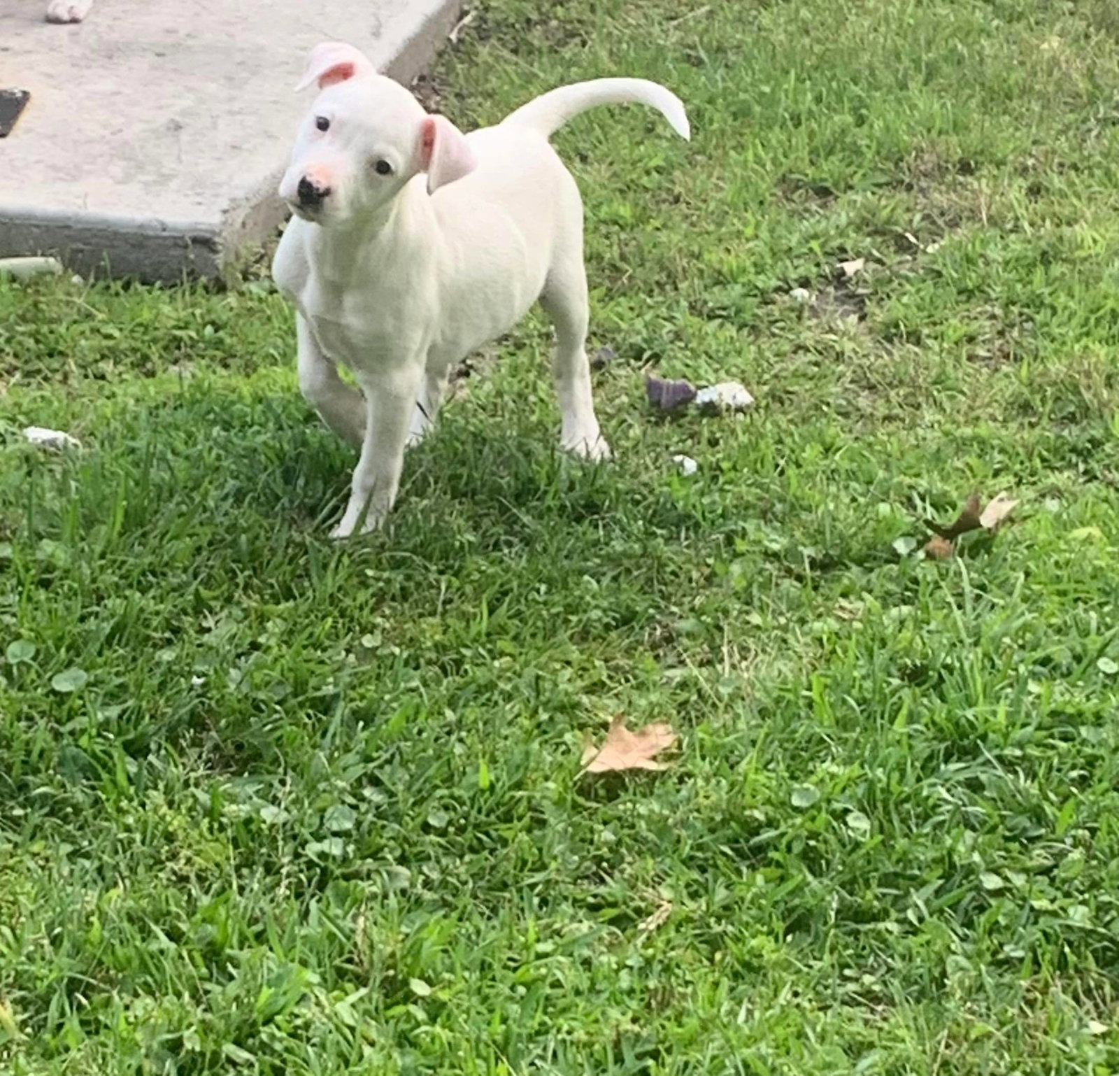 Dog for Adoption - Wanda, a in James Island, SC | Alpha Paw