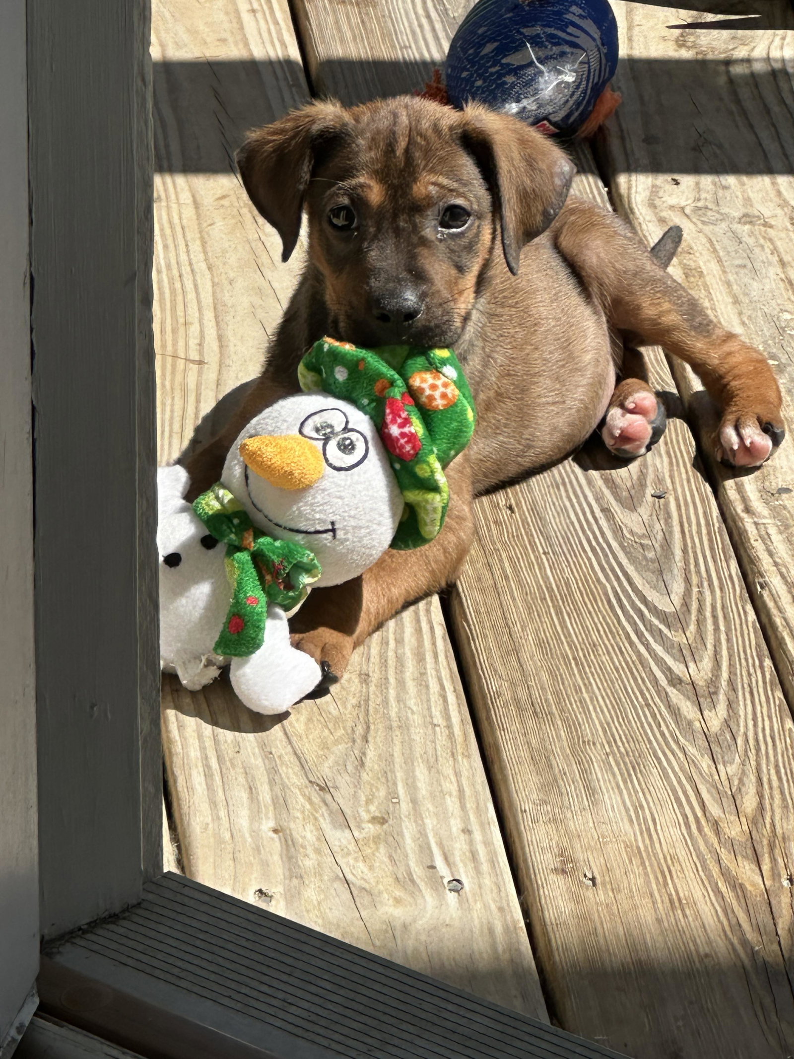 Dog adoption in Mc Clellanville, SC 29458: Unknown breed Dog "Clyde"