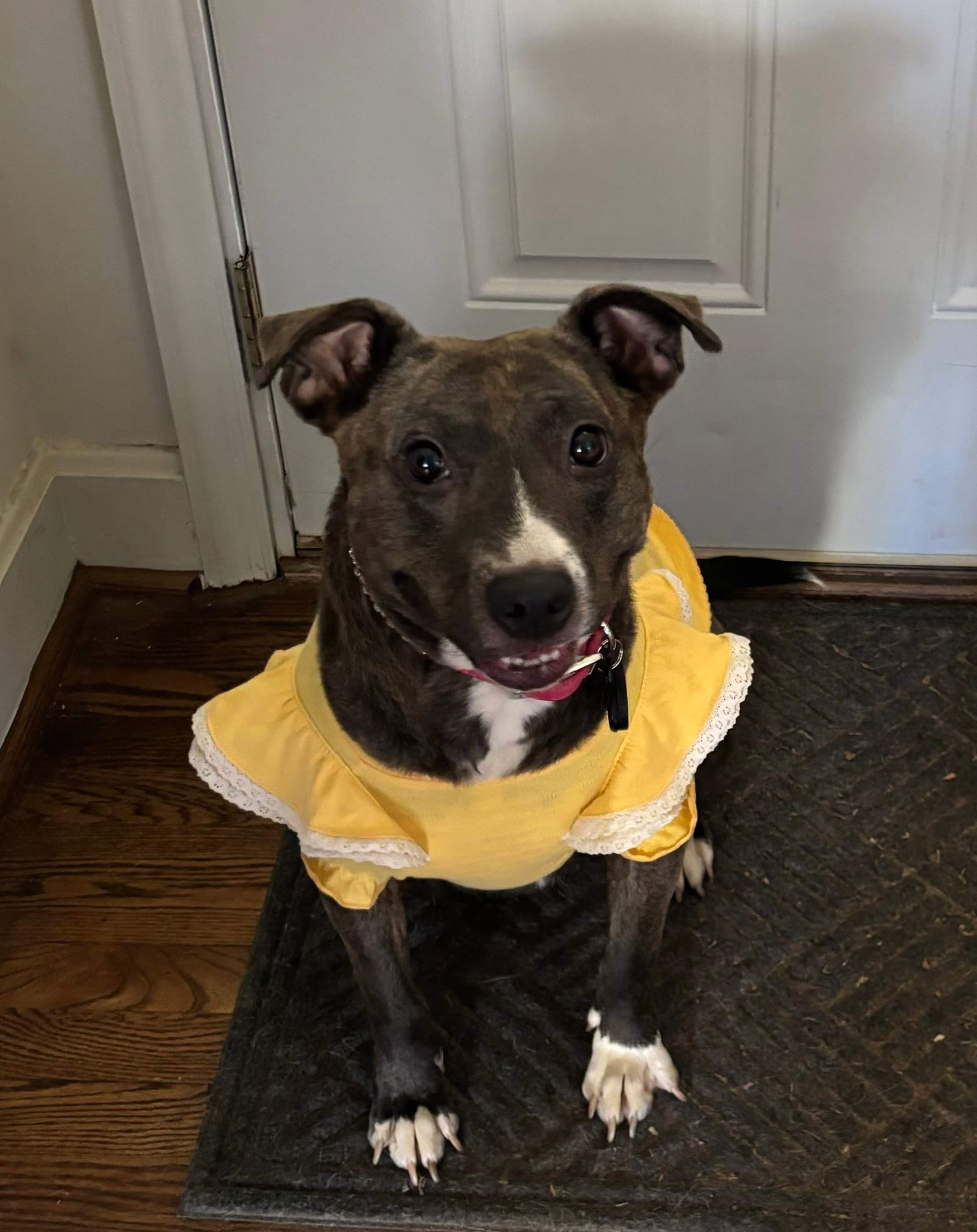 Dog for Adoption - Suki, a American Pit Bull Terrier in Mayodan, NC ...