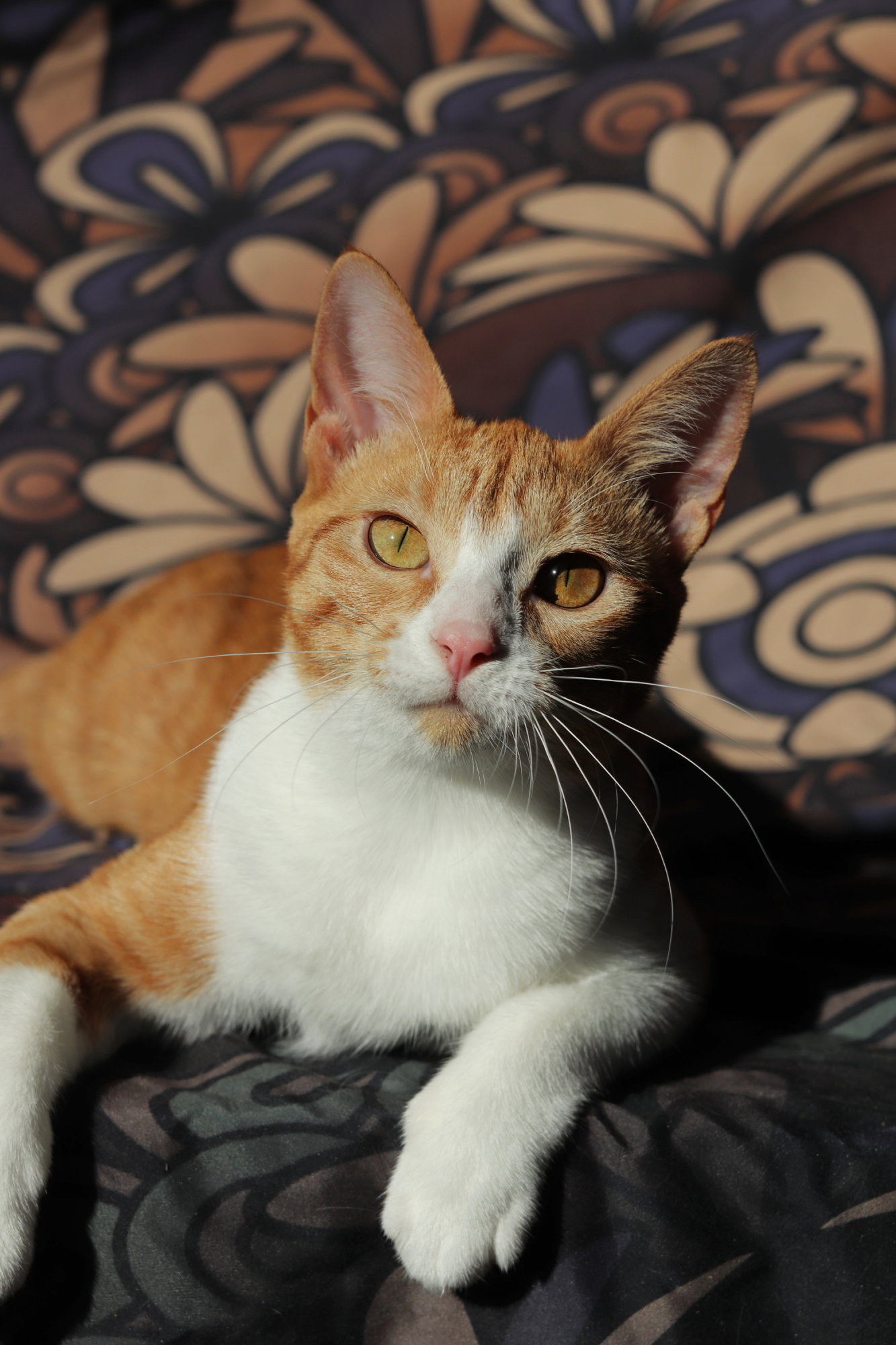 Cats for Adoption in Le Center, Minnesota | Alpha Paw