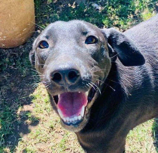 Dog for Adoption - Sasha (sv), a Labrador Retriever in Ferndale, WA ...