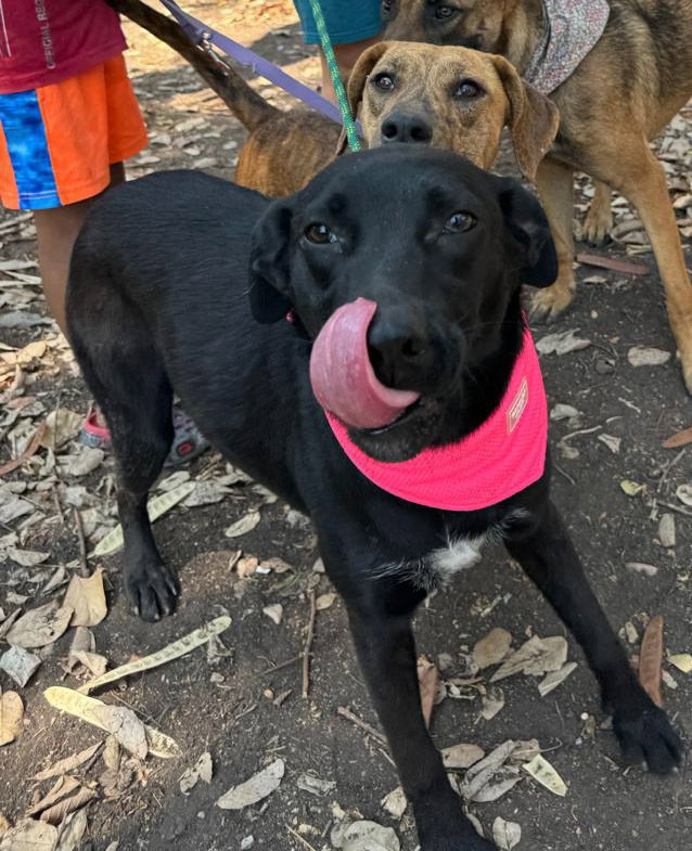 Dog for Adoption - Sasha - Mexico (sv), a Labrador Retriever in ...