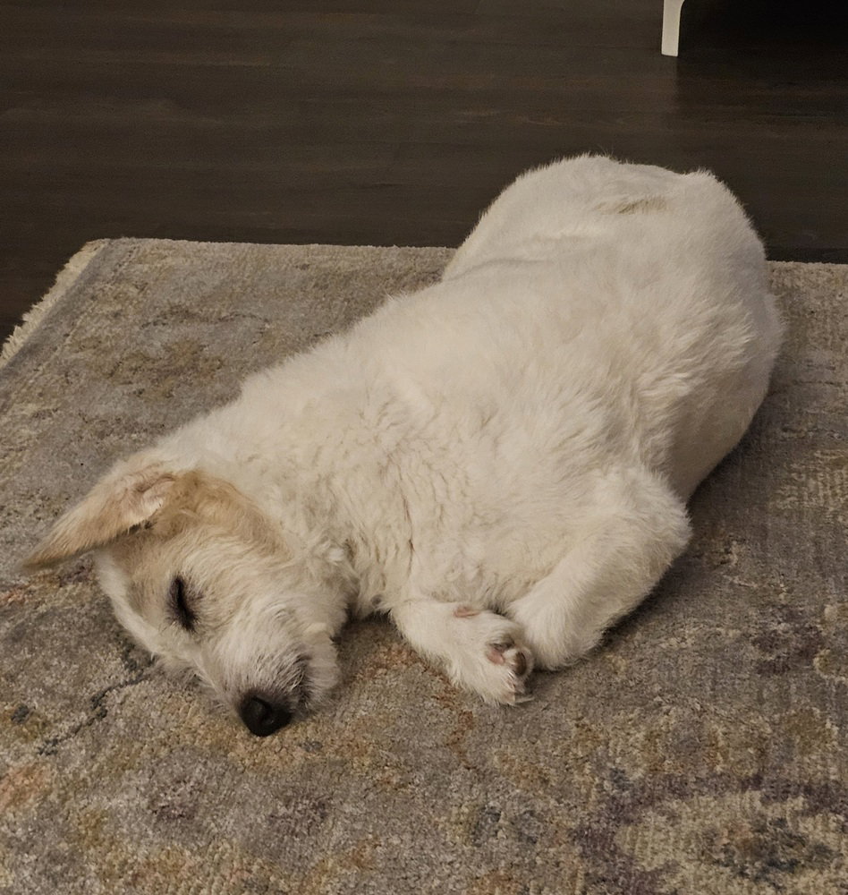 Dog for Adoption - Alvin - local - sf, a Jack Russell Terrier in ...