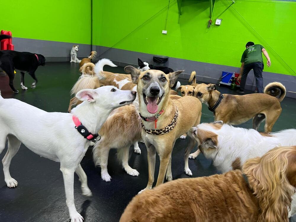 Dog for Adoption - SHYLO (UAE) yo, a Whippet in Sedro Woolley, WA ...