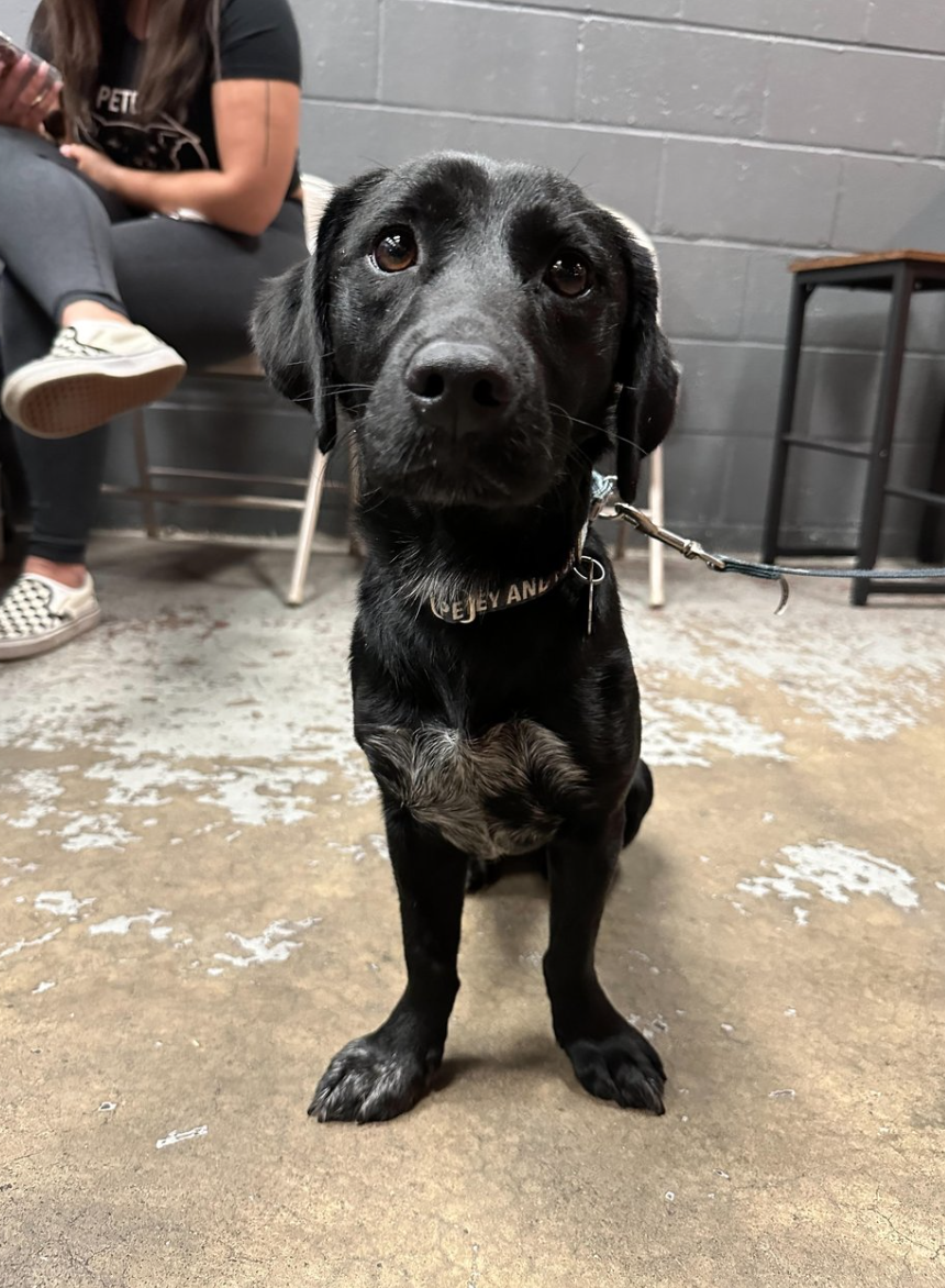 Dog for Adoption - FLORA, a Dachshund in Frederick County, MD | Alpha Paw