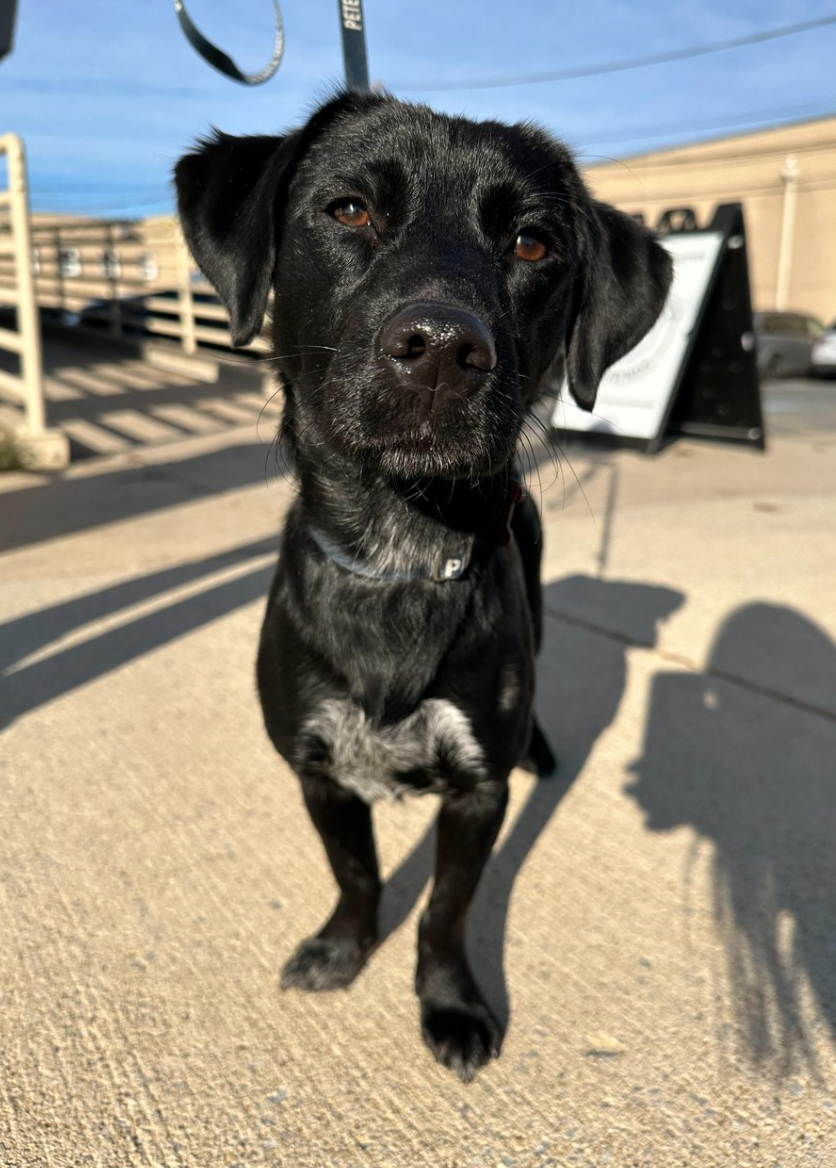 Dog for Adoption - FLORA, a Dachshund in Frederick County, MD | Alpha Paw