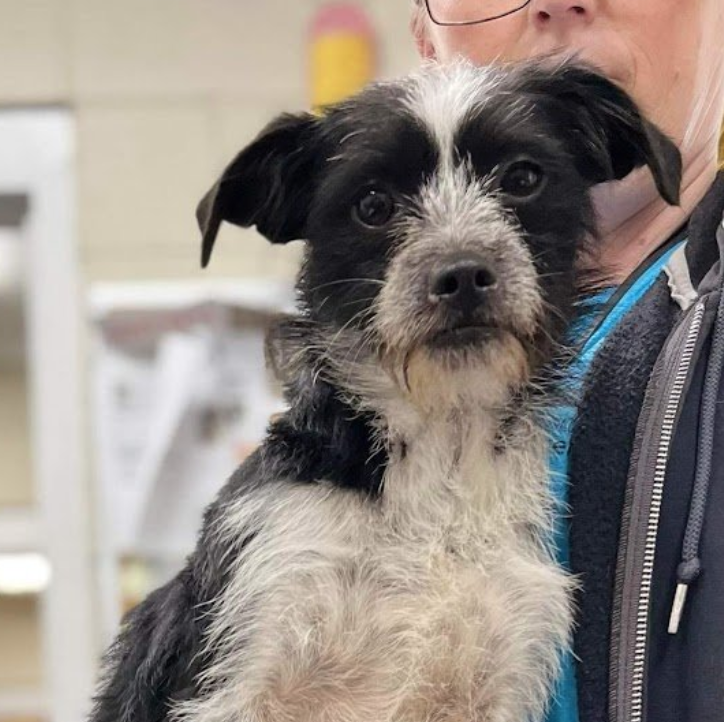 Dog for Adoption - MOLLY, a Yorkshire Terrier Yorkie in Prince Georges ...
