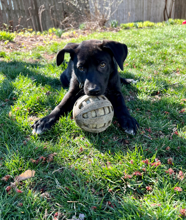 Dog for Adoption - IVORY, a Labrador Retriever in Greater Upper ...