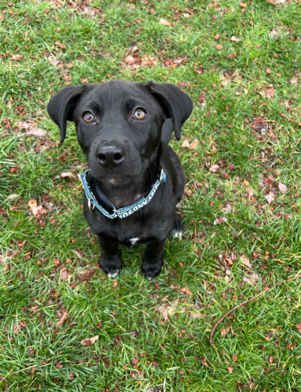 Dog for Adoption - IVORY, a Labrador Retriever in Greater Upper ...