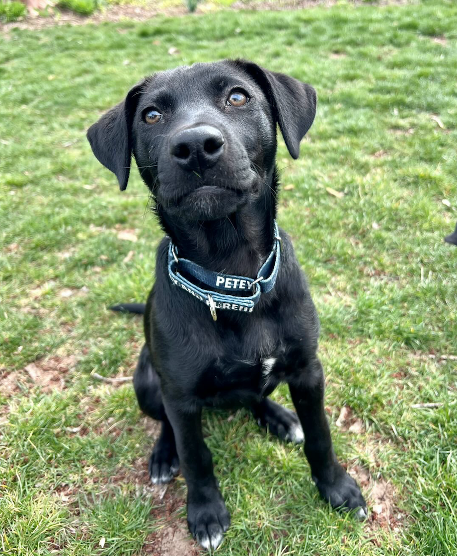 Dog for Adoption - IVORY, a Labrador Retriever in Greater Upper ...
