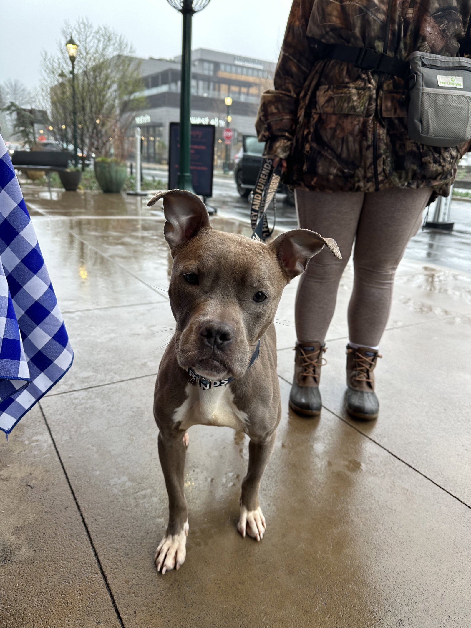 Dog for Adoption - SMALL FRY, a Terrier in Arlington, VA | Alpha Paw