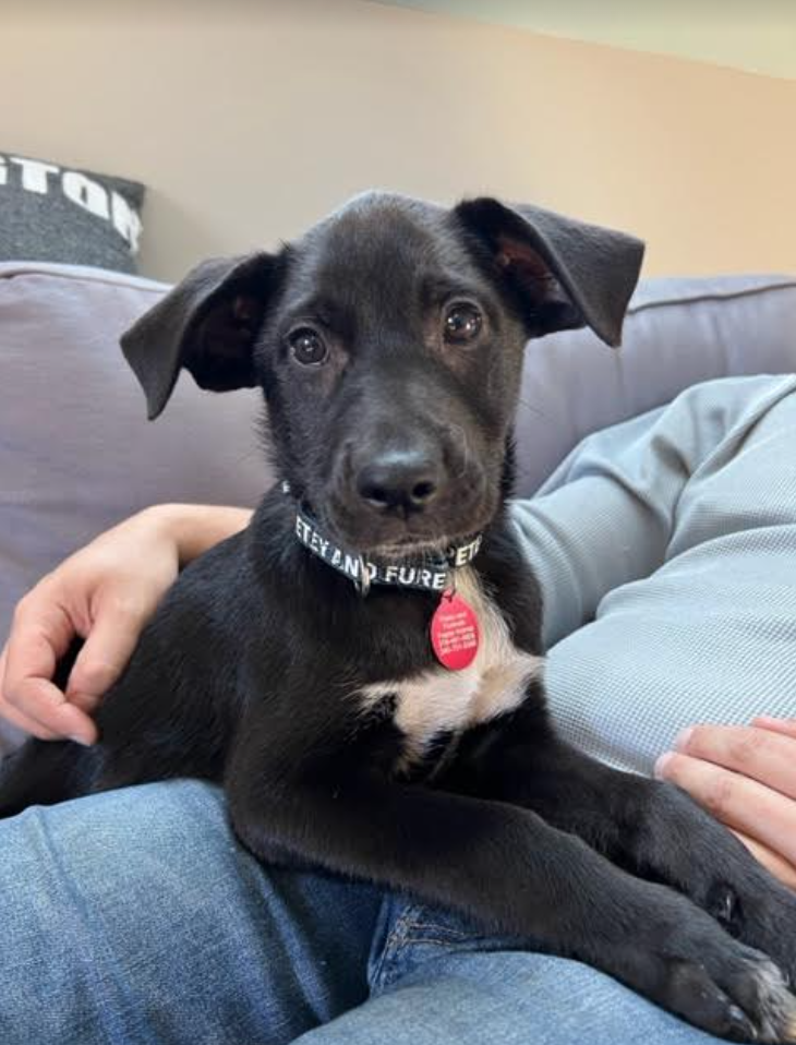 Dog for Adoption - TOAD, a Labrador Retriever in Bel Air, MD | Alpha Paw