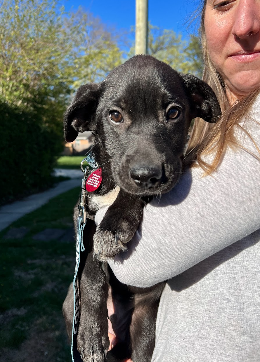 Dog for Adoption - TOAD, a Labrador Retriever in Bel Air, MD | Alpha Paw