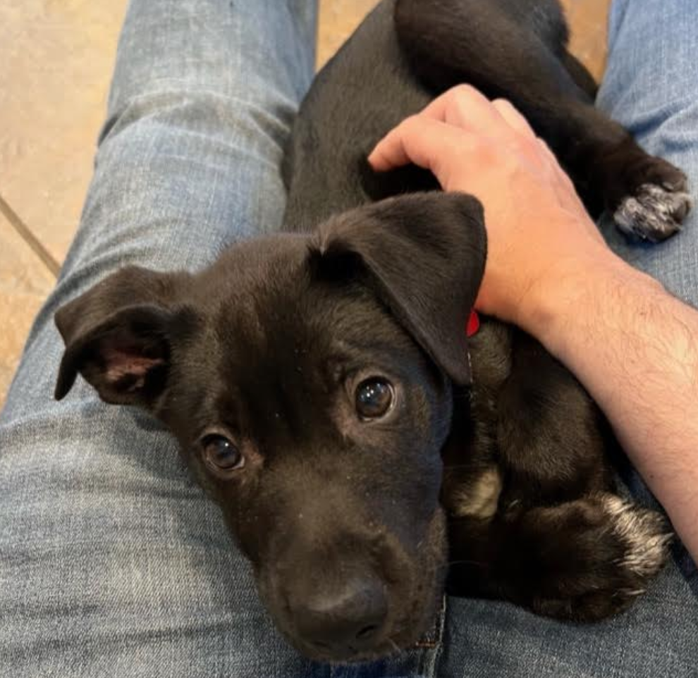 Dog for Adoption - TOAD, a Labrador Retriever in Bel Air, MD | Alpha Paw