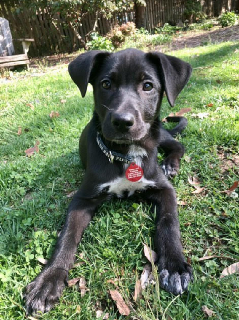 Dog for Adoption - TOAD, a Labrador Retriever in Bel Air, MD | Alpha Paw