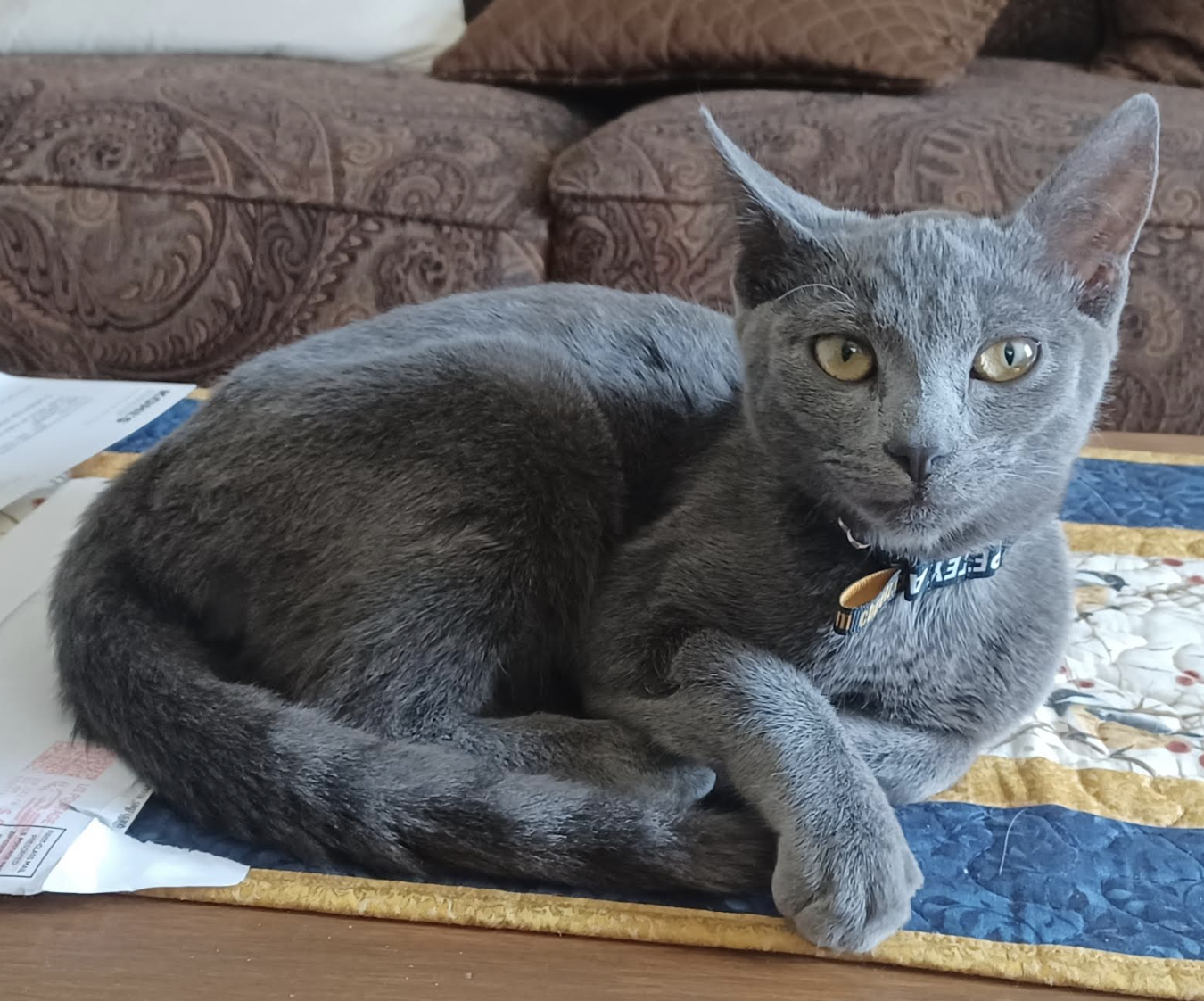 Cats for Adoption in White Marsh, Maryland | Alpha Paw