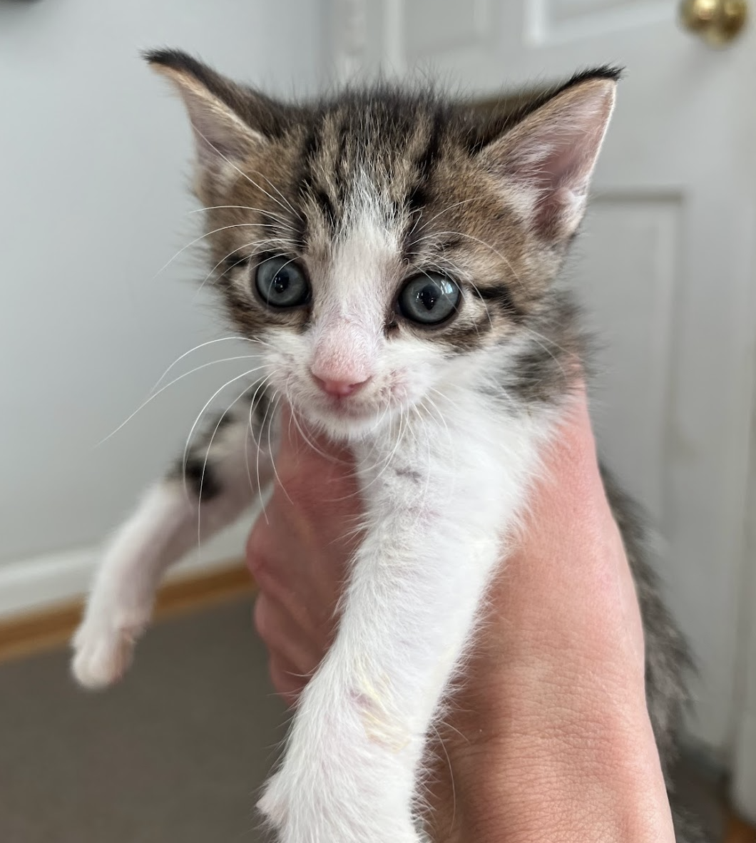 Cats for Adoption in White Marsh, Maryland | Alpha Paw