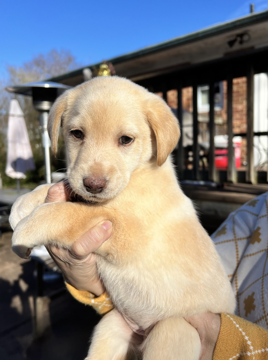 Dog for Adoption - BIRIDE, a Labrador Retriever in City Of Baltimore ...