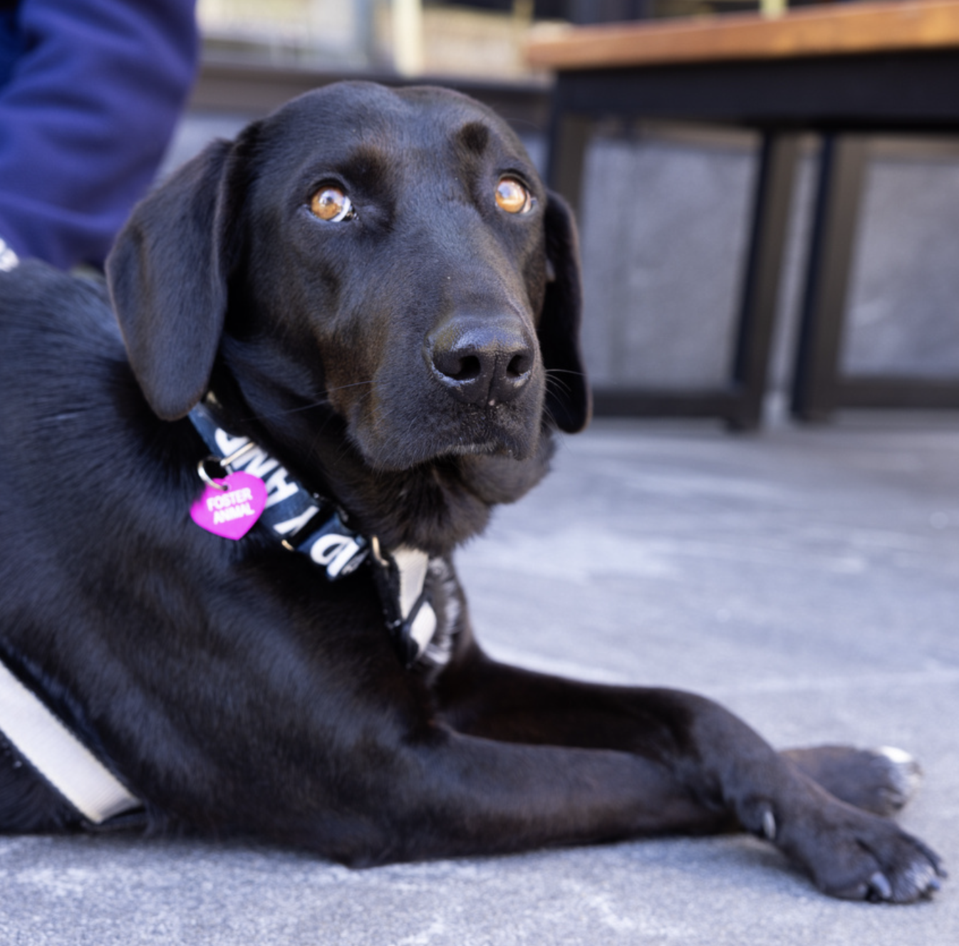 Dog for Adoption - LUNA, a Labrador Retriever in Essex, MD | Alpha Paw