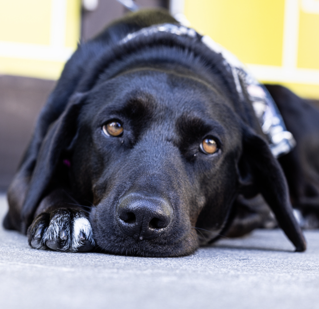 Dog for Adoption - LUNA, a Labrador Retriever in Essex, MD | Alpha Paw