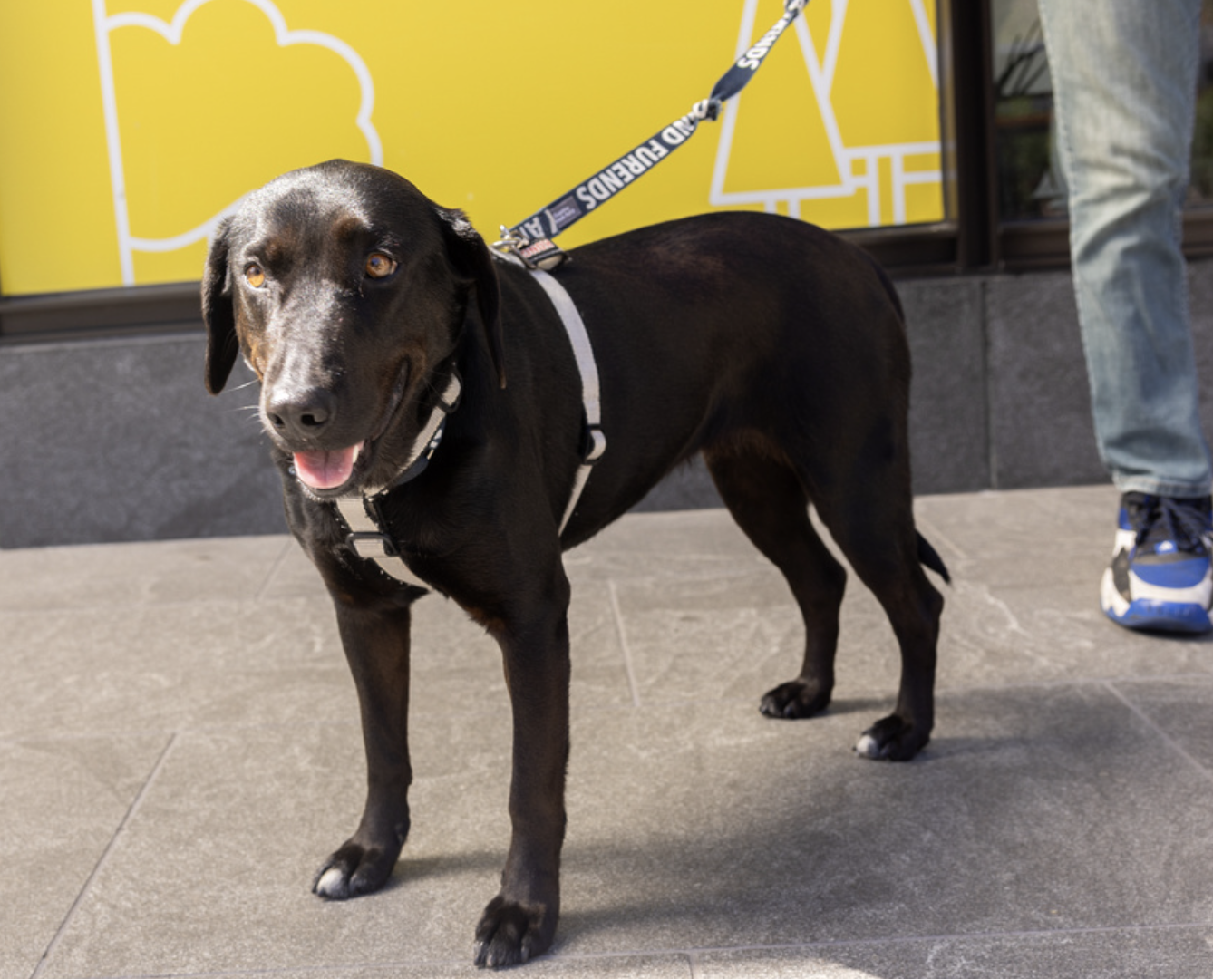Dog for Adoption - LUNA, a Labrador Retriever in Essex, MD | Alpha Paw