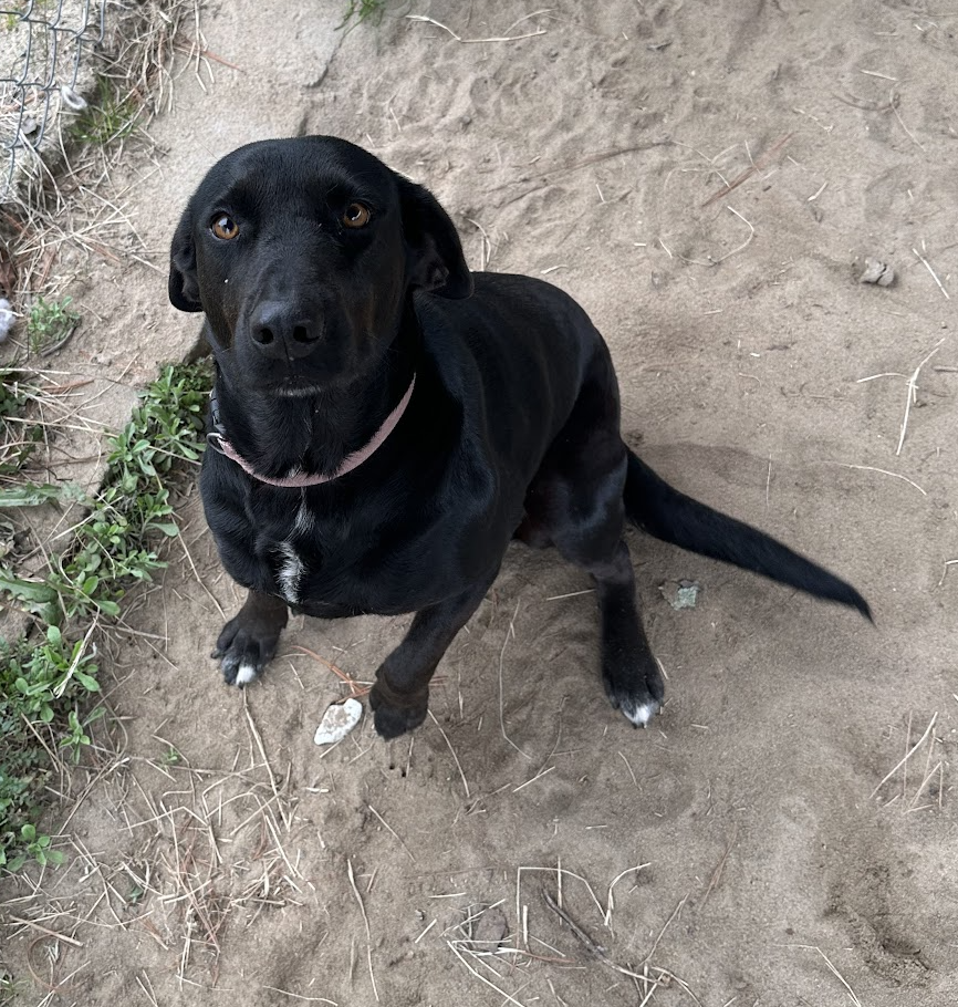 Dog for Adoption - LUNA, a Labrador Retriever in Essex, MD | Alpha Paw