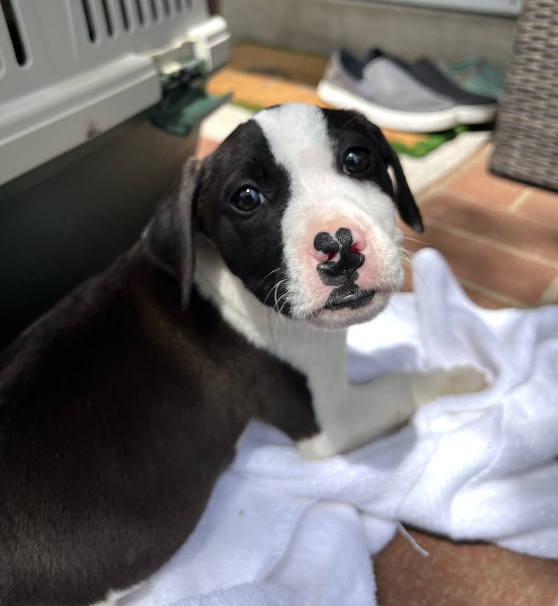 Dog for Adoption - MERLIN, a Labrador Retriever in Bowleys Quarters, MD ...