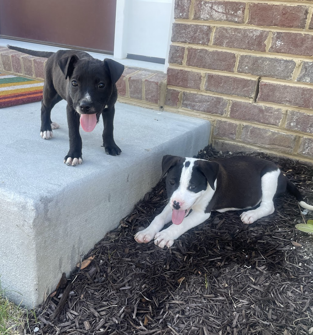 Dog for Adoption - MERLIN, a Labrador Retriever in Bowleys Quarters, MD ...
