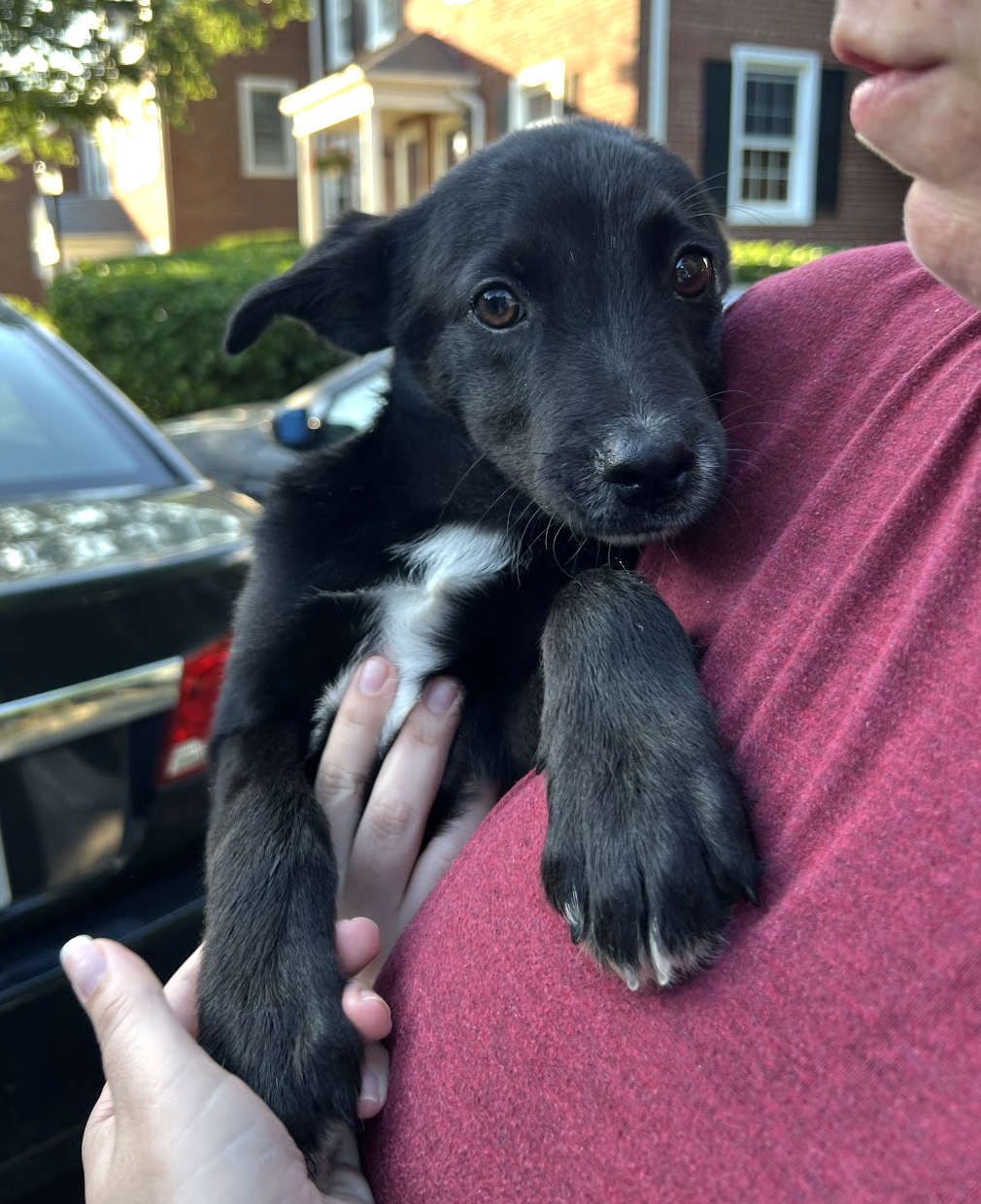 Dog for Adoption - ASH, a Labrador Retriever in Fairfax County, VA ...